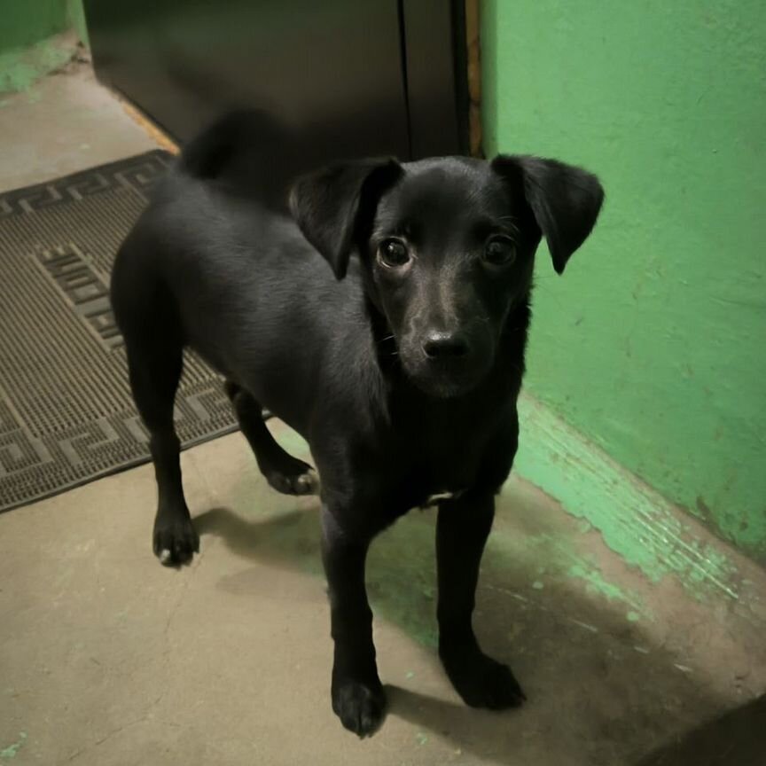 Щенок в добрые руки