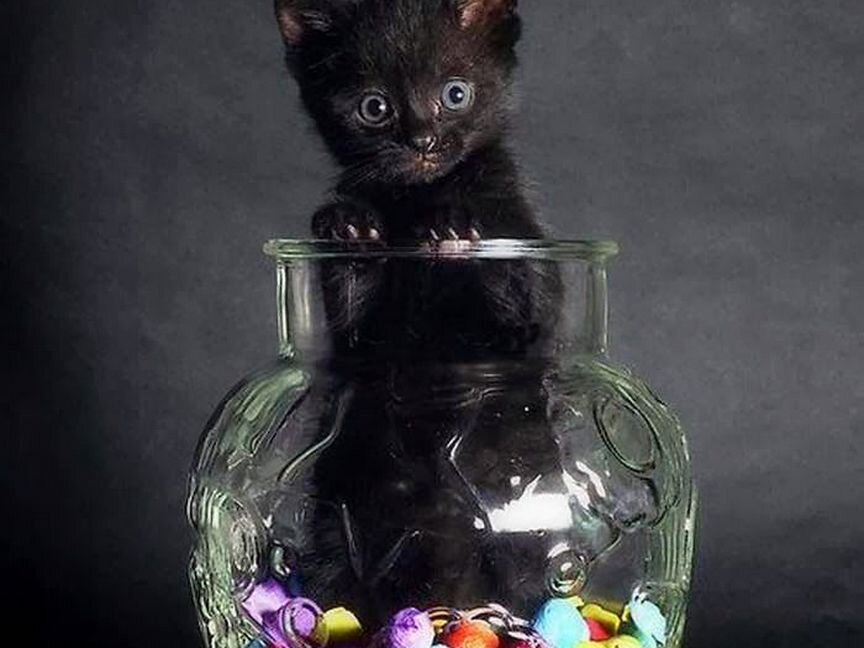 Лапочка котенок мальчик