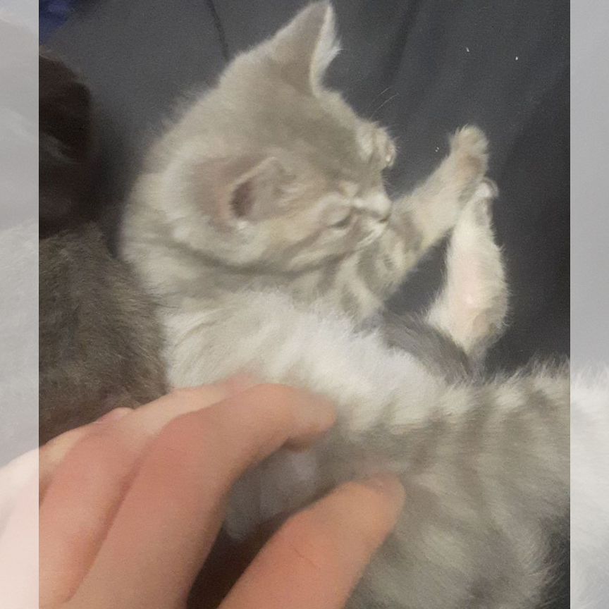 Котятам нужен дом