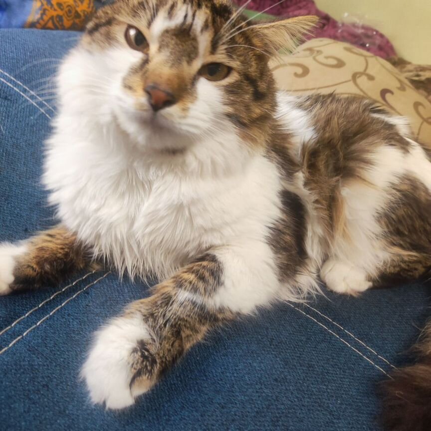 Молодой котик в добрые ручки