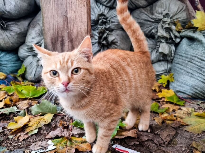 Спасите рыжего котёнка