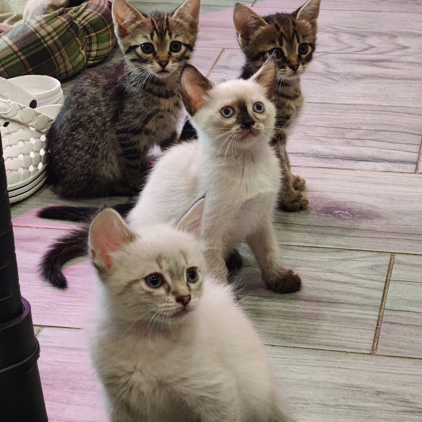 Котята