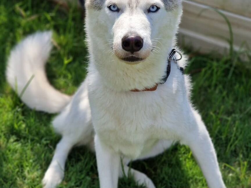 Голубоглазый хаски в добрые руки