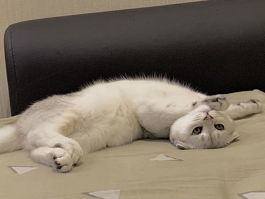 Кошка шотландка вислоухая