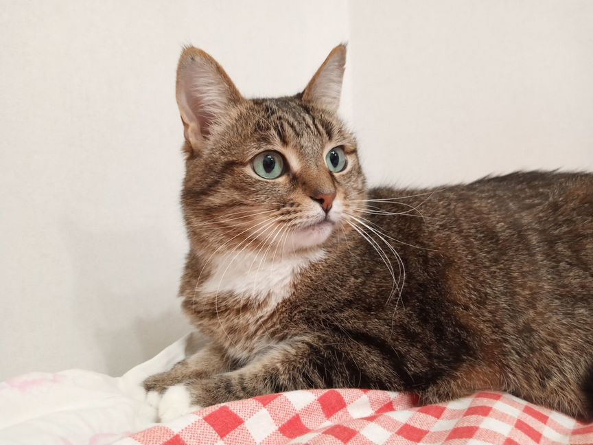 Кошечке нужна семья