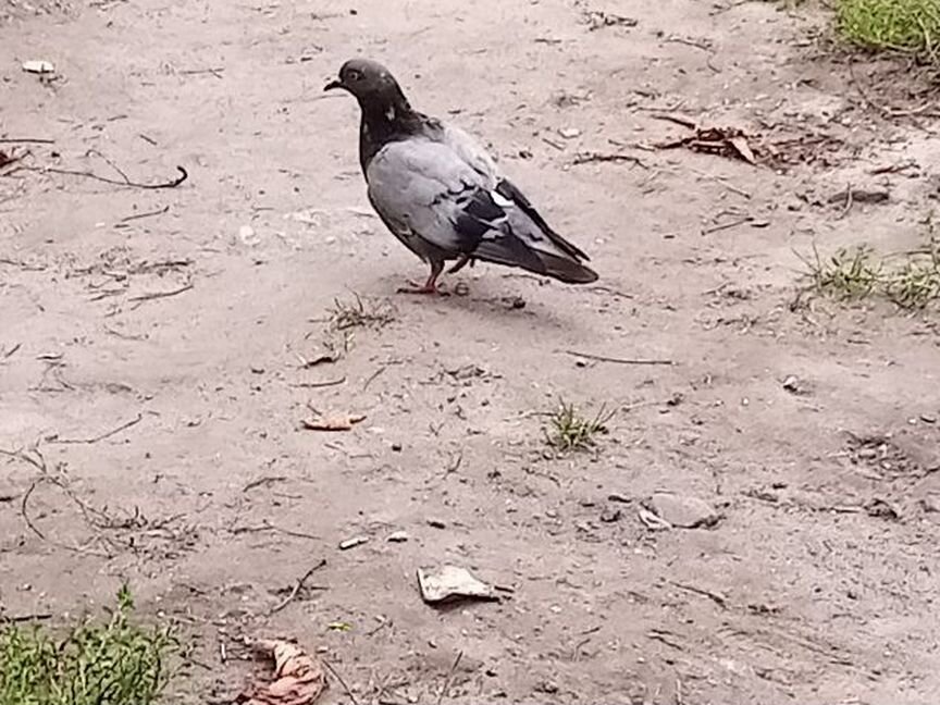 Голубь Орловский