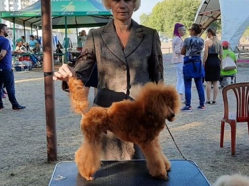 Собаки