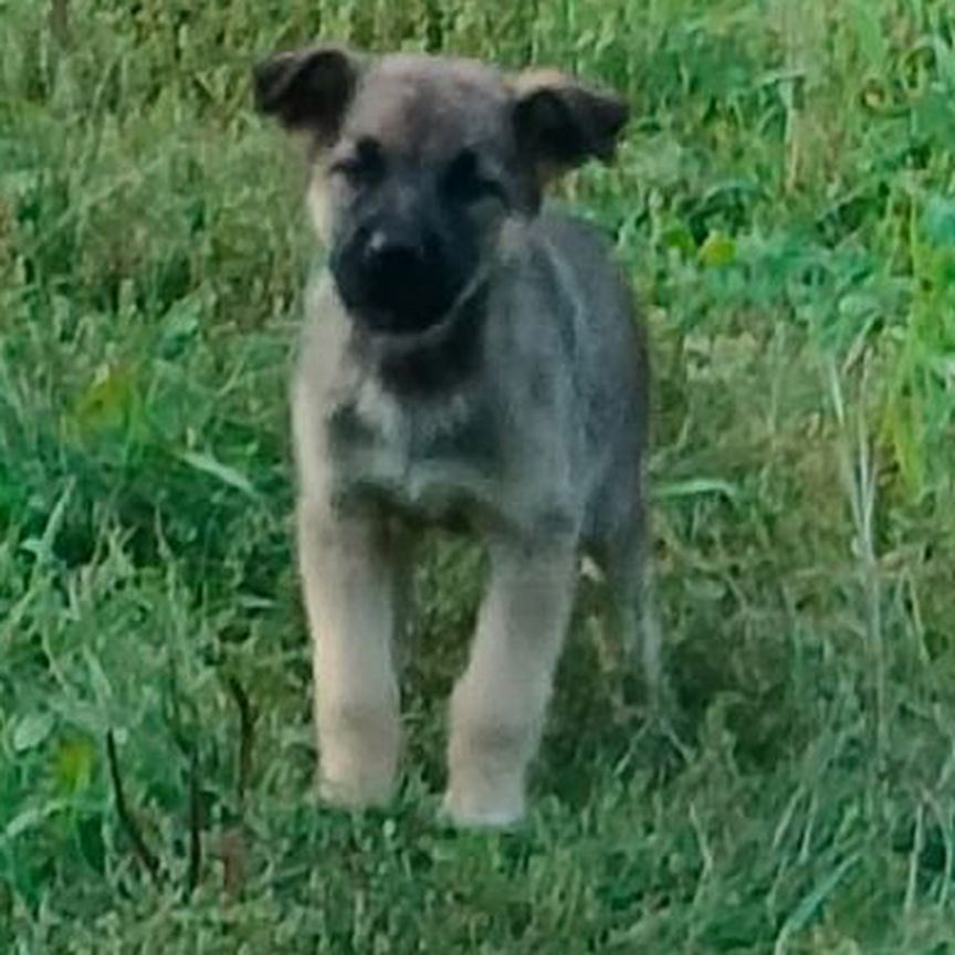 Щенок в добрые руки бесплатно