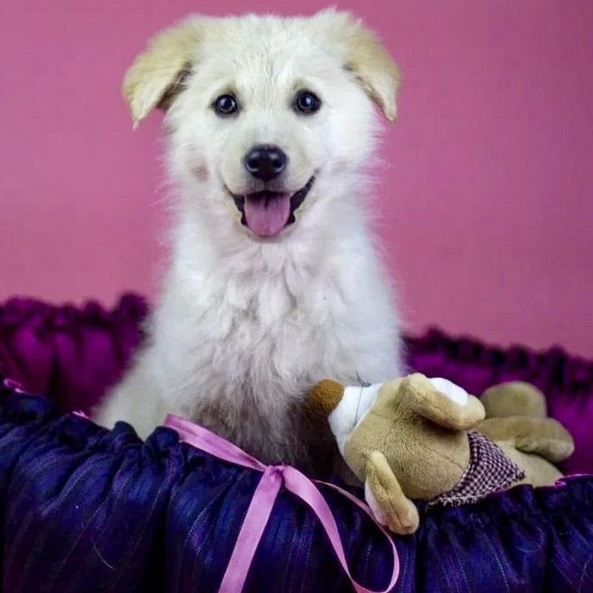 Щеночки белоснежки