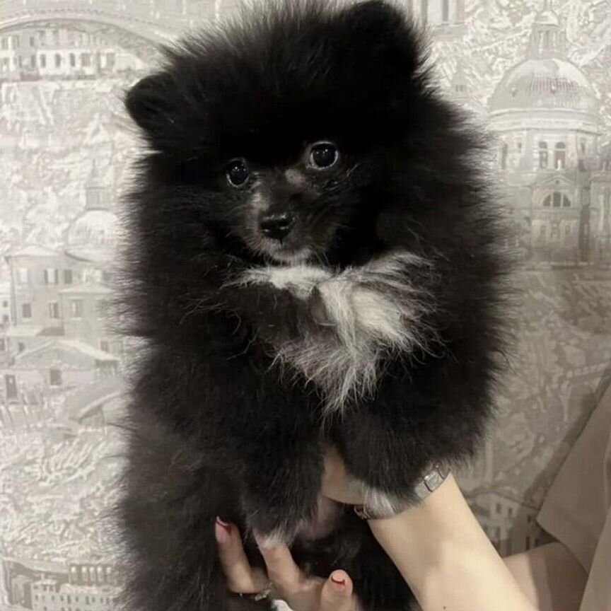 Немецкий шпиц, щенок