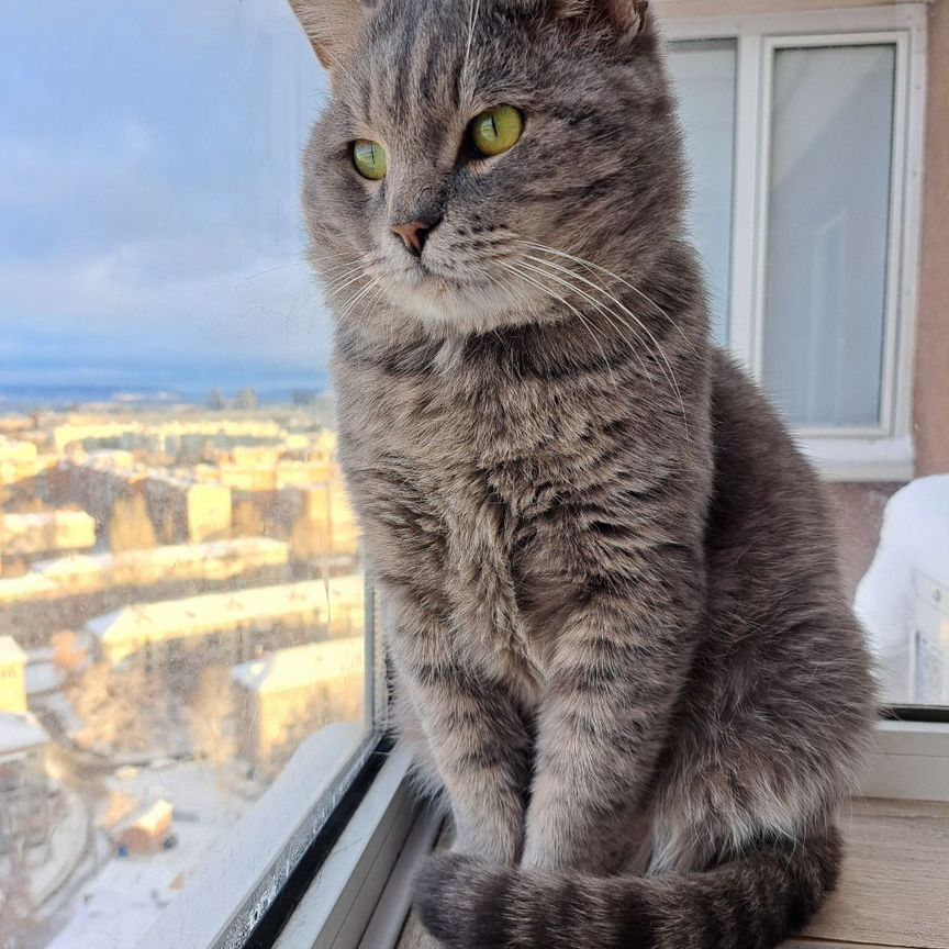 Кот в добрые руки