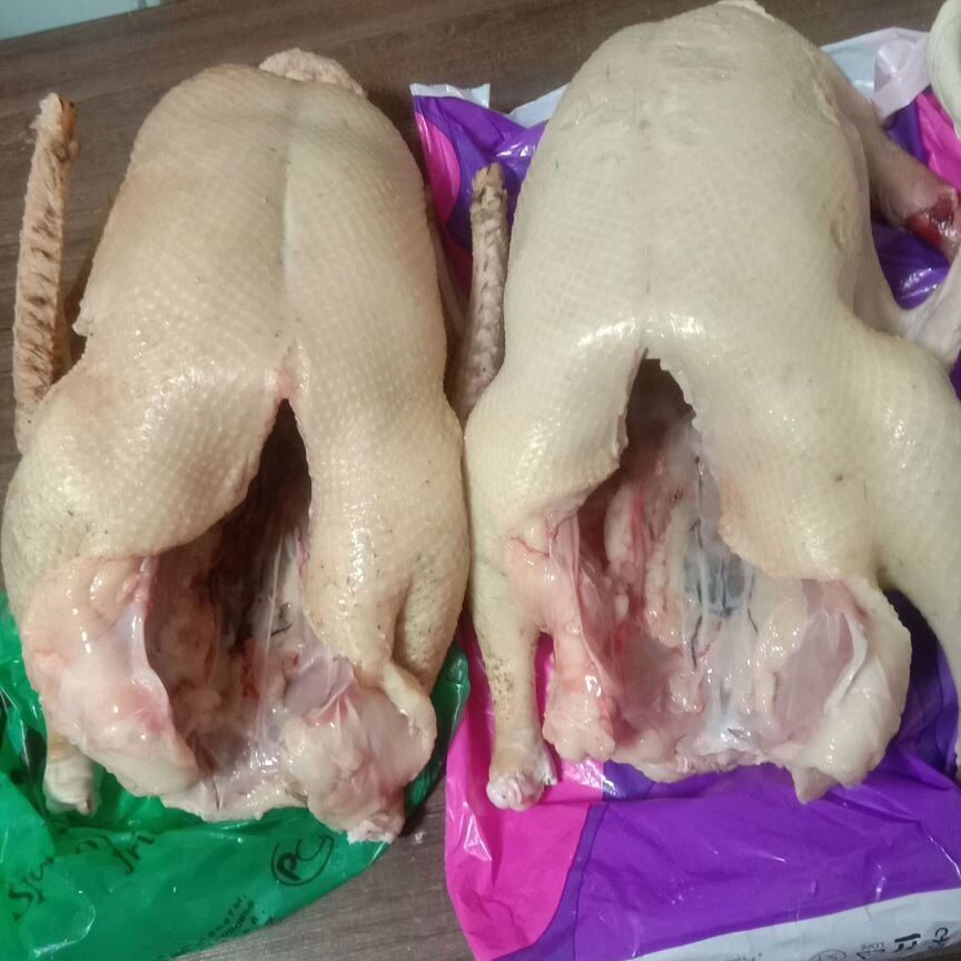 Продаю гусей