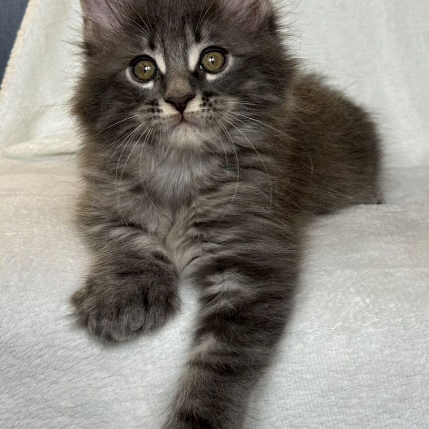 Мейн-кун полидакт