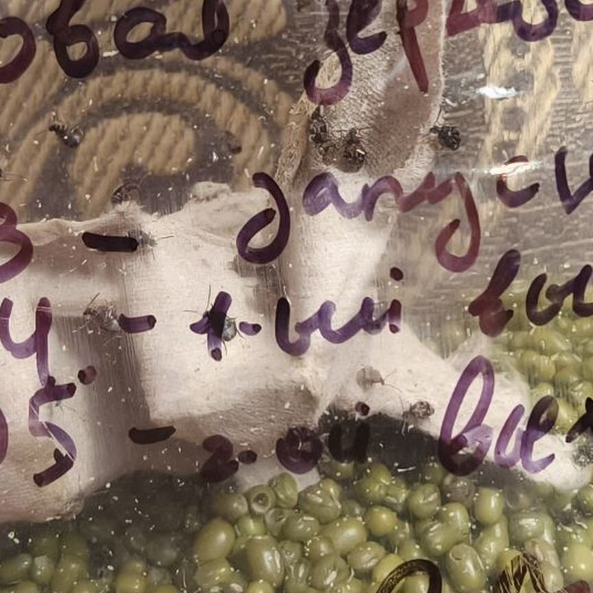 Бобовая зерновка