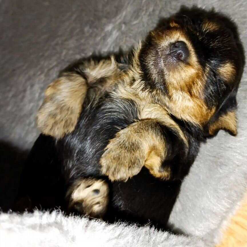 Йоркширский терьер, щенок