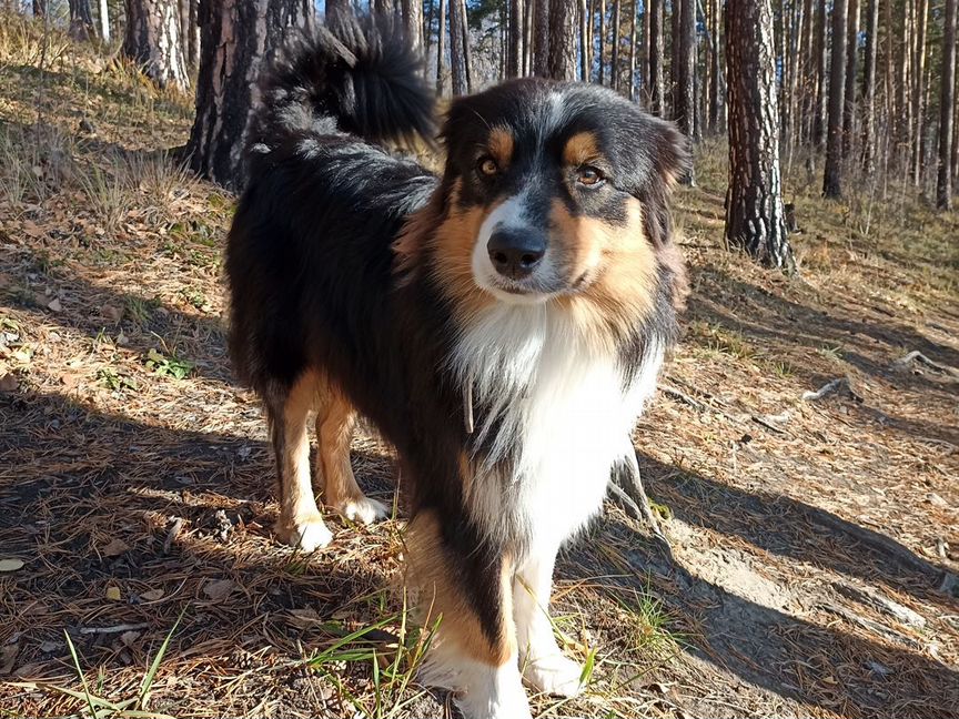 Отдам собаку в добрые руки, австралийская овчарка