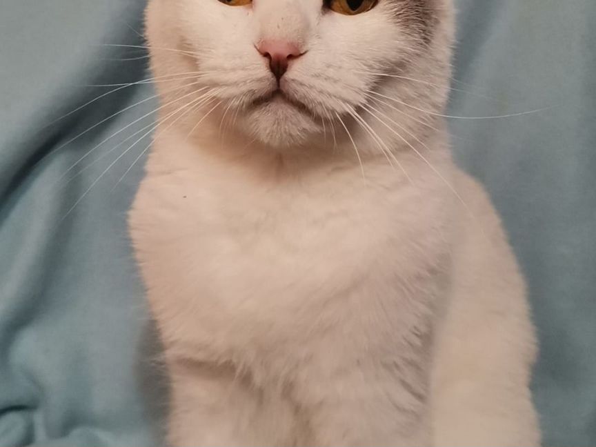 Вислоухая кошечка