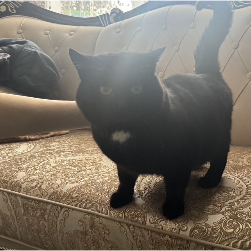 Взрослый кот в добрые руки