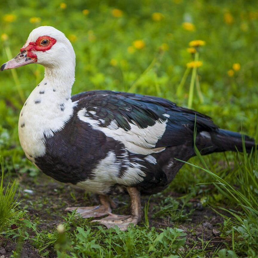 Мускусные утки