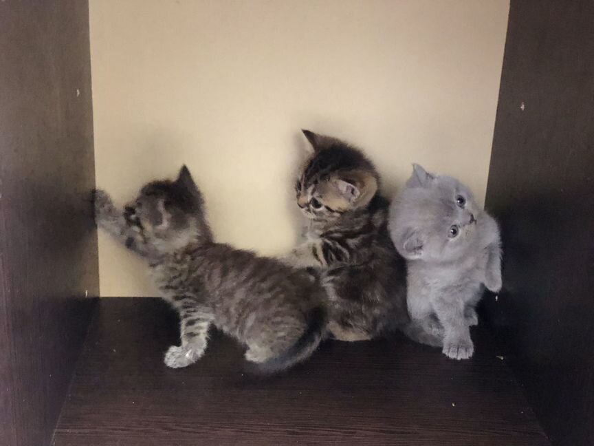 Шатланские котята