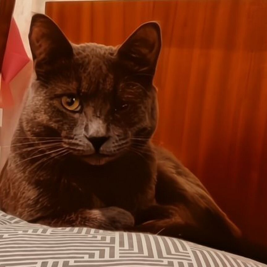 Взрослый кот в добрые руки