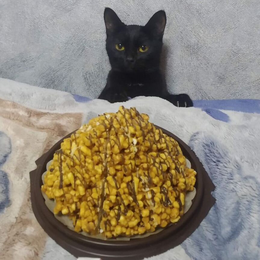 Взрослая, Девочка кошка в добрые руки