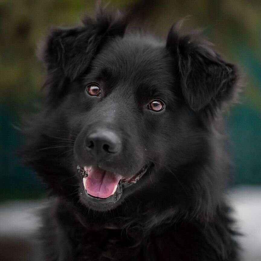 Собака Бурбон в добрые руки