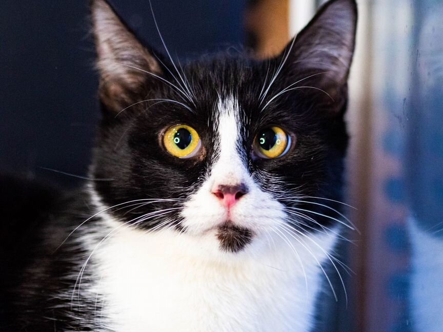 Котик Шмуле 7 месяцев маркиз с черной бородкой