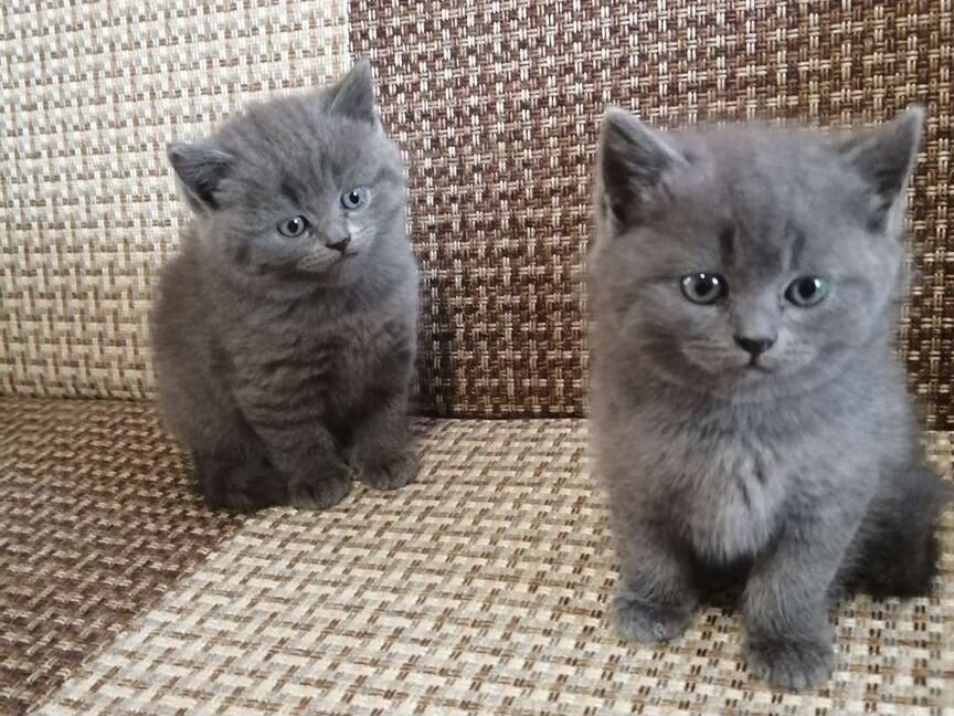 Британские котята