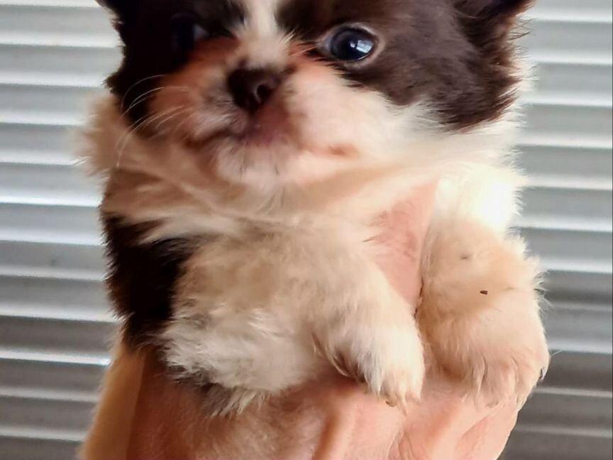 Малыши чихуахуа