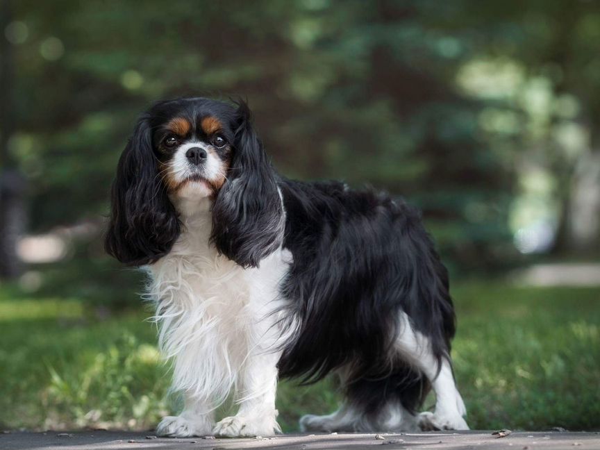 Кавалер кинг чарльз спаниель девочка в разведение