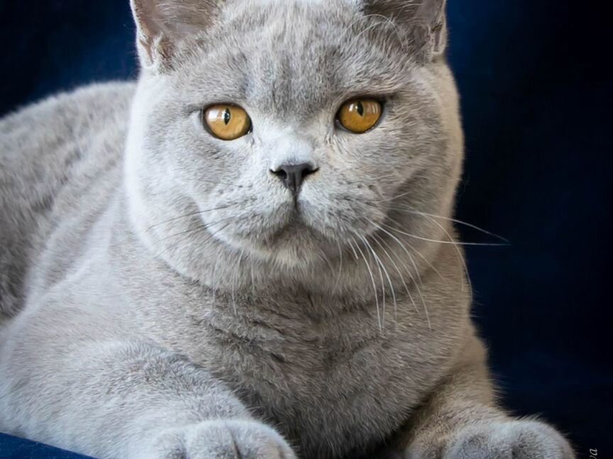 Настоящий Крупный Британский котенок 7 мес