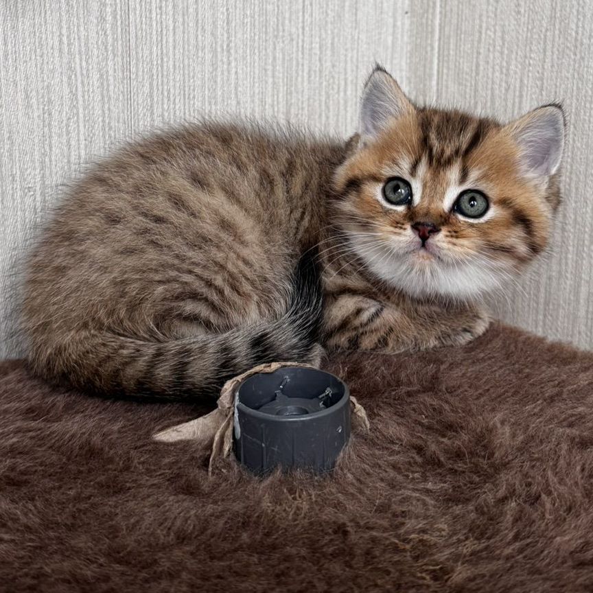 Британские котята золотистая шиншилла