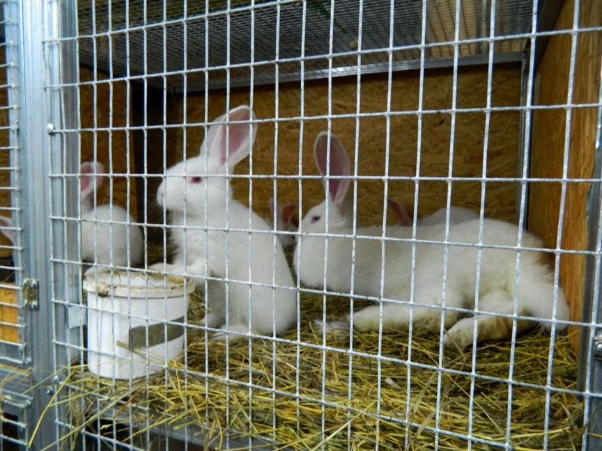 Сетка для клеток птицы кроликов