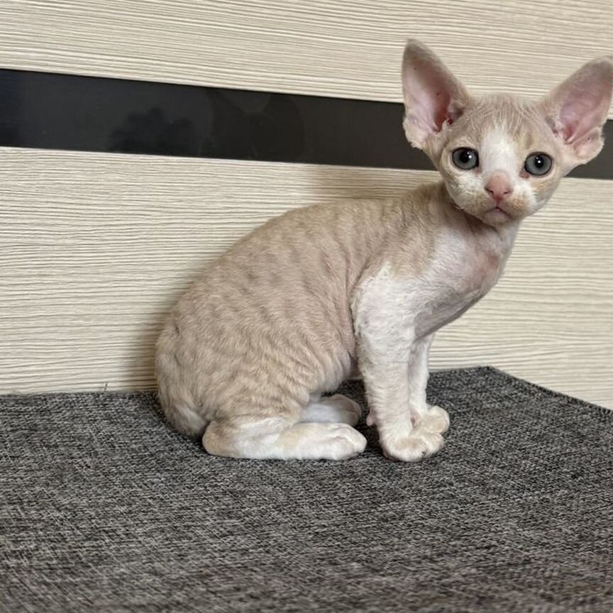 Девон-рекс котёнок