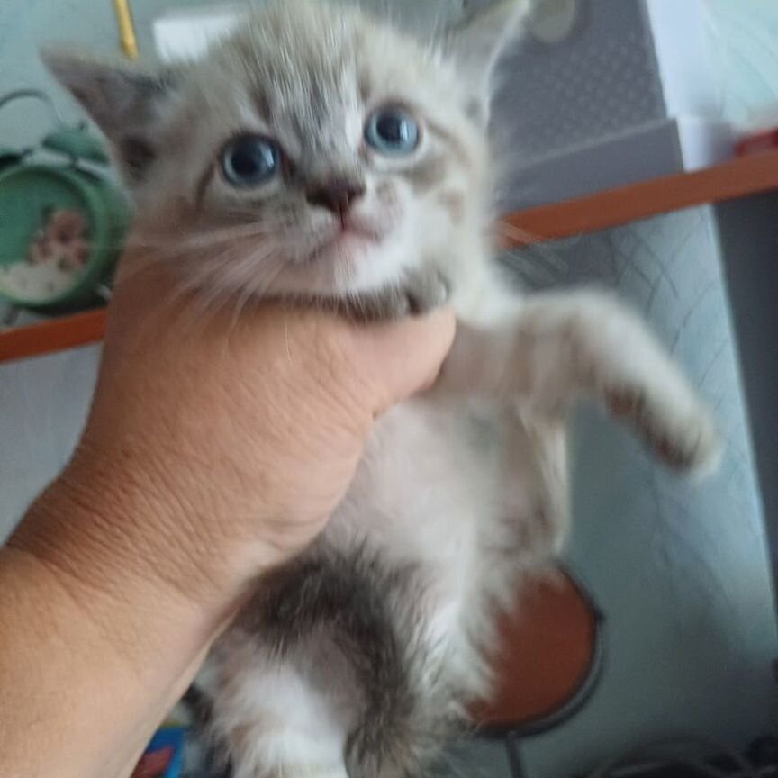 От невкой маскарадной И британского кота милые кот