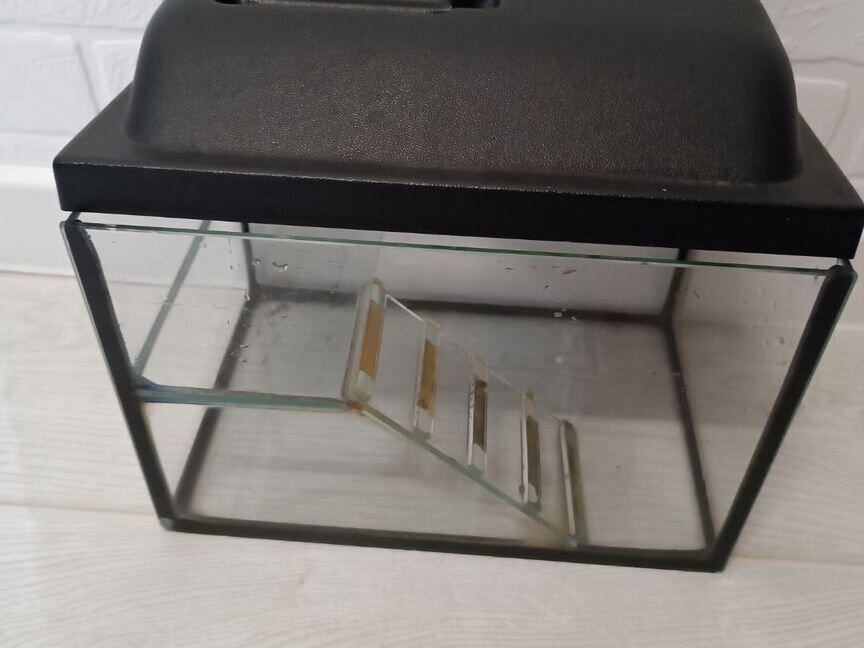 Домашние животные