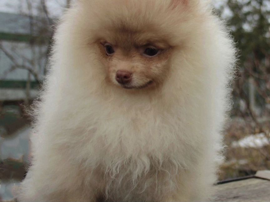 Мега пушистый мальчик