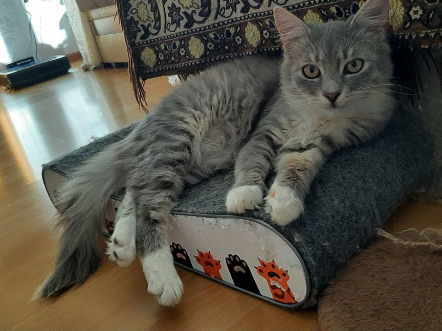 Ласковой мурчалке котику нужен дом