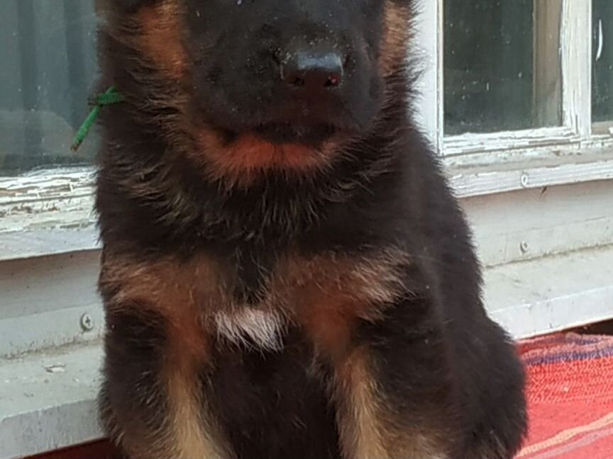 Щенки немецкой овчарки в Гатчине