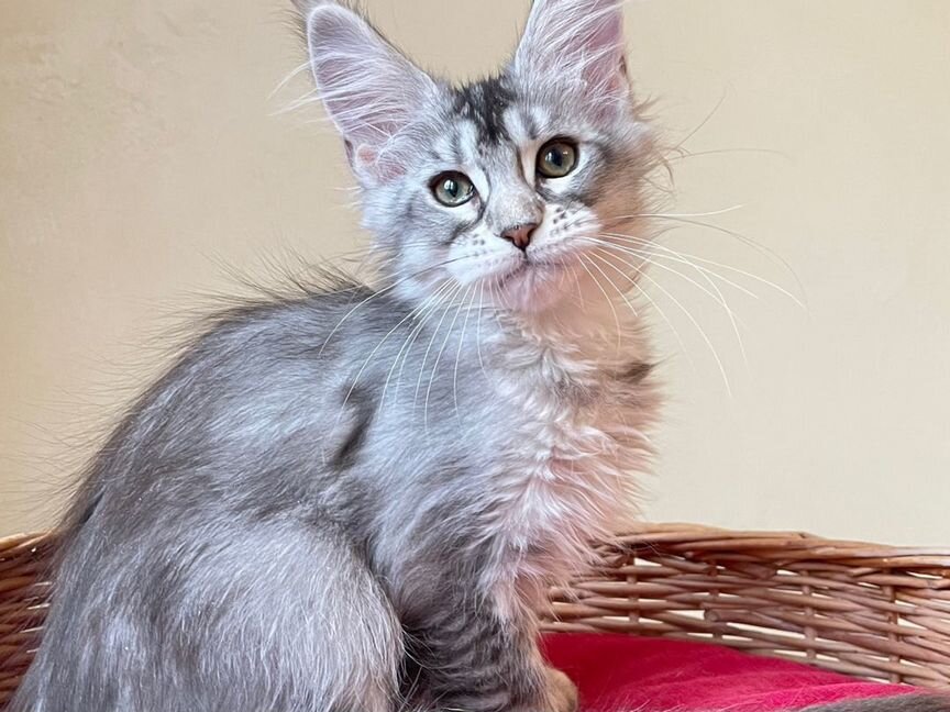 Котята мейн-кун