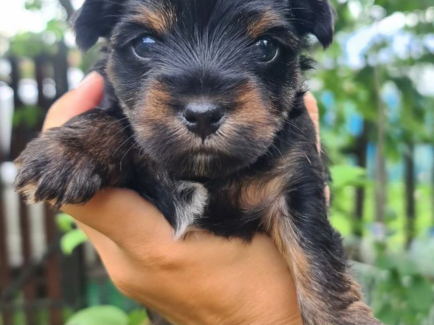 Йоркширский терьер щенки