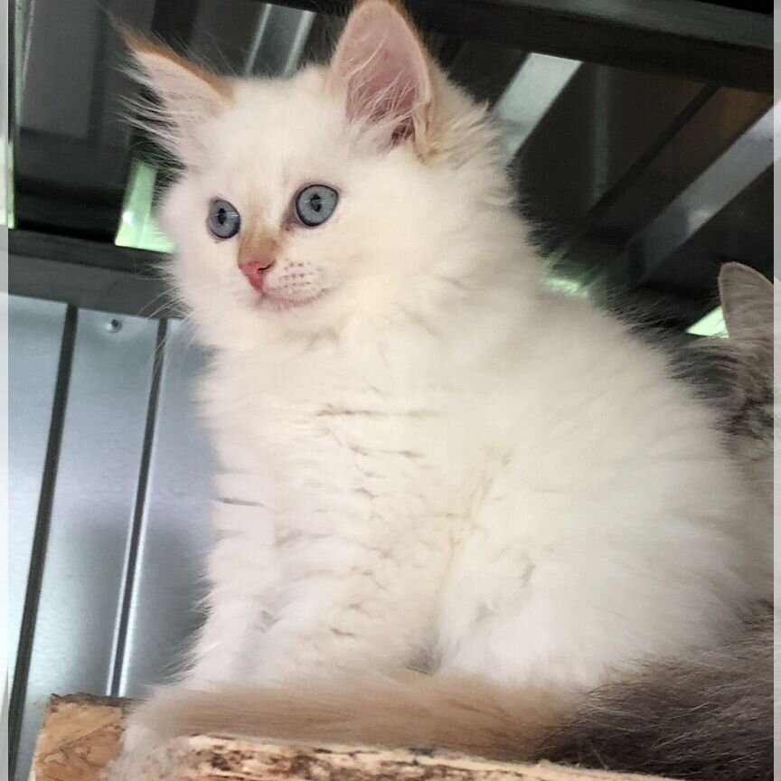 Невский маскарадный котёнок