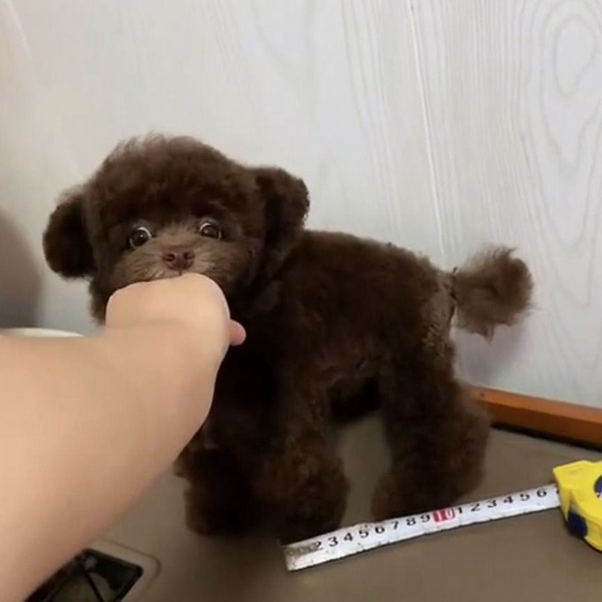 Пудель тедди тикап Китай