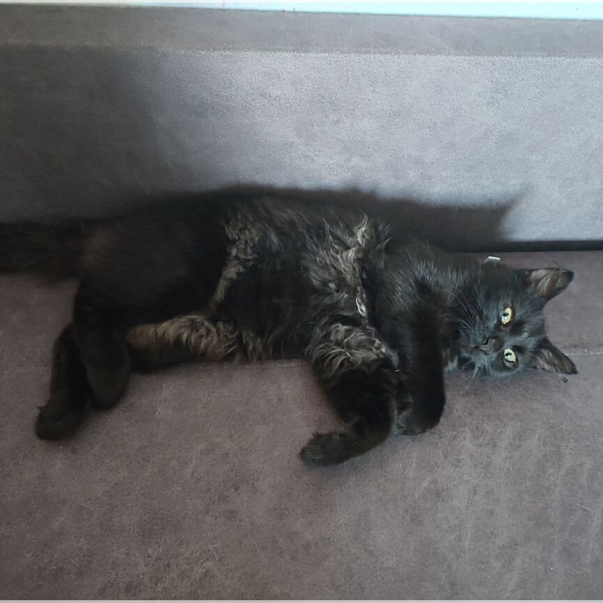 Черный котенок