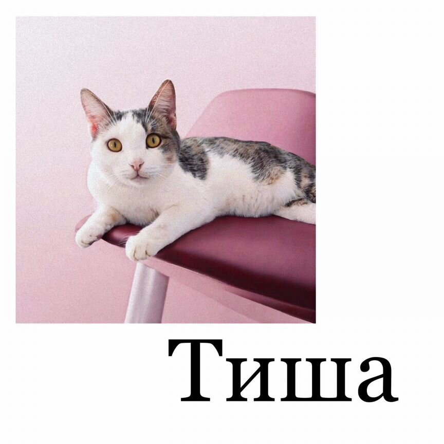 Кот