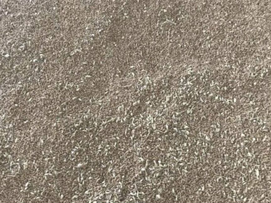 Зерно пшеница оптом