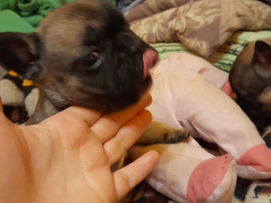 Французского бульдога щенки