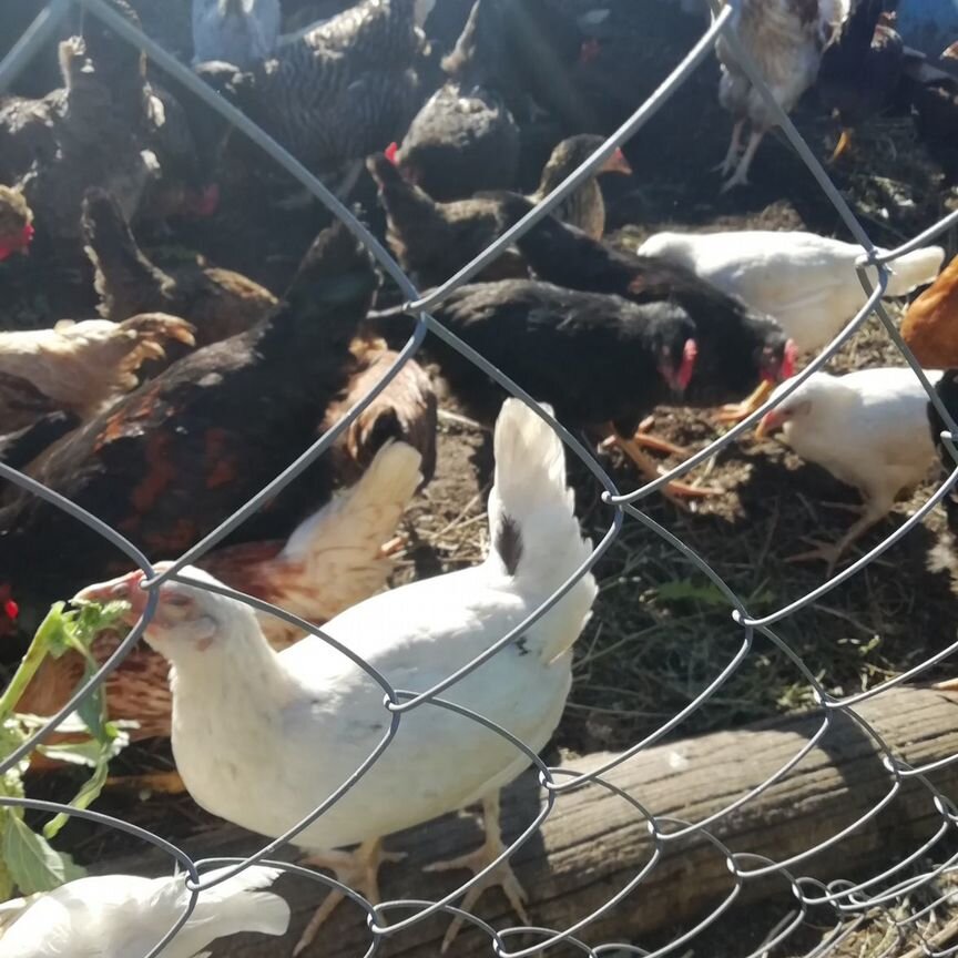 Курочки несушки, 3,4 месяца от наседок