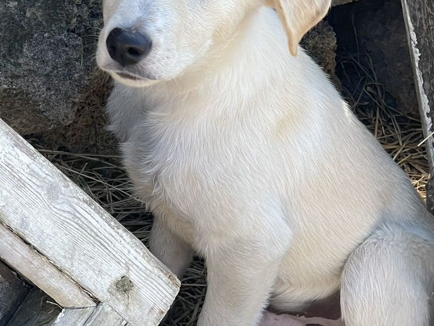 Замечательный щеночек в добрые руки